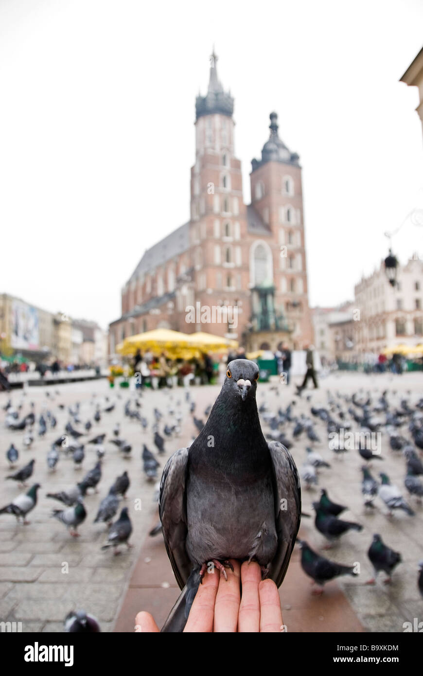 Polish pigeon hi-res stock photography and images - Alamy