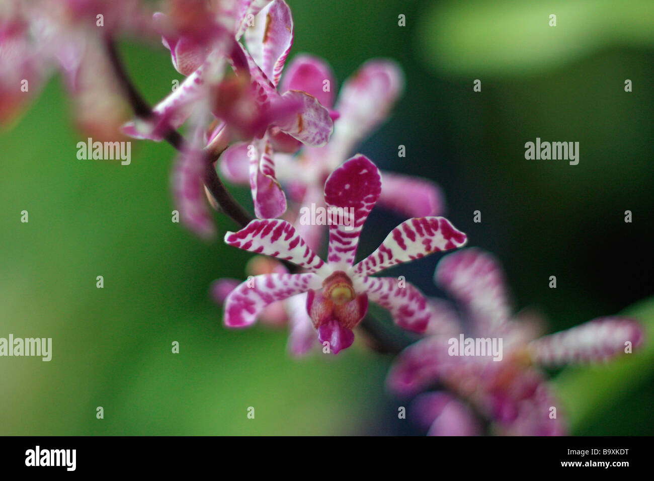 Orkid hi-res stock photography and images - Alamy