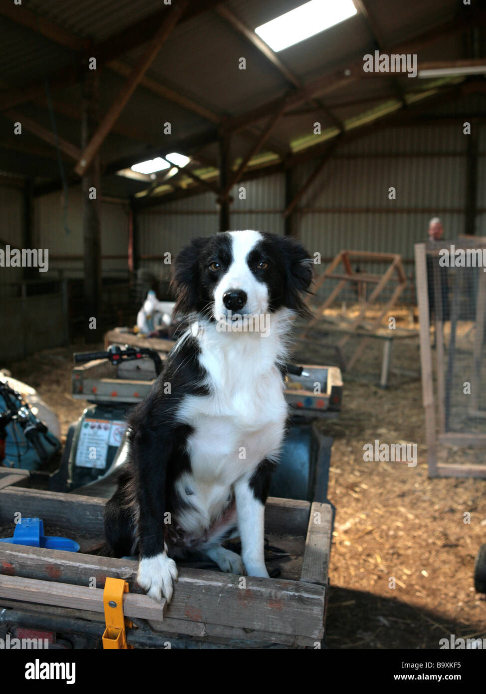 A working collie in a barn sitting on a tractor, patiently waiting ...