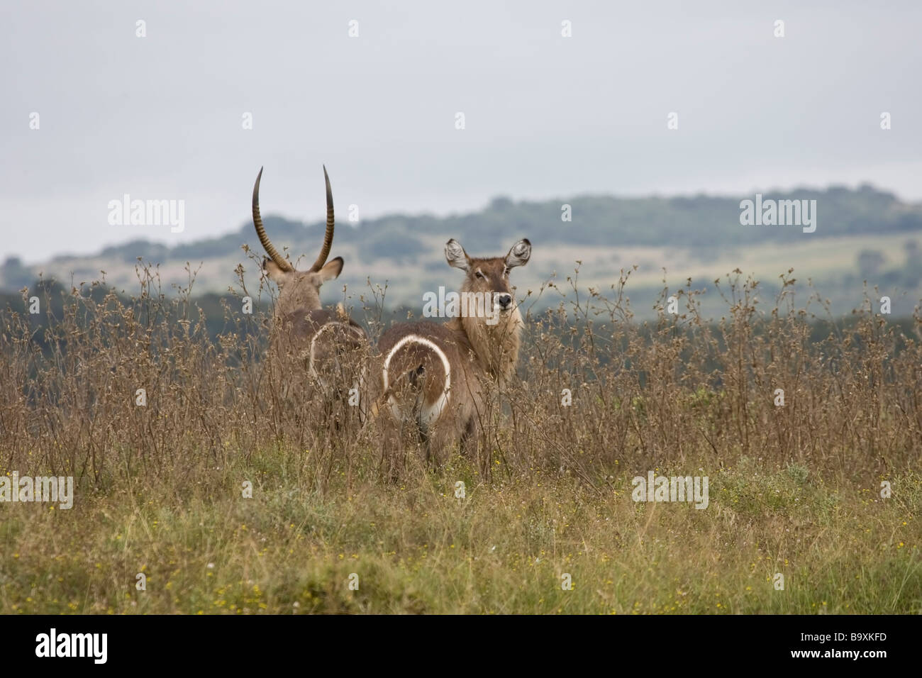 South Africa Water Buck Stock Photo - Alamy