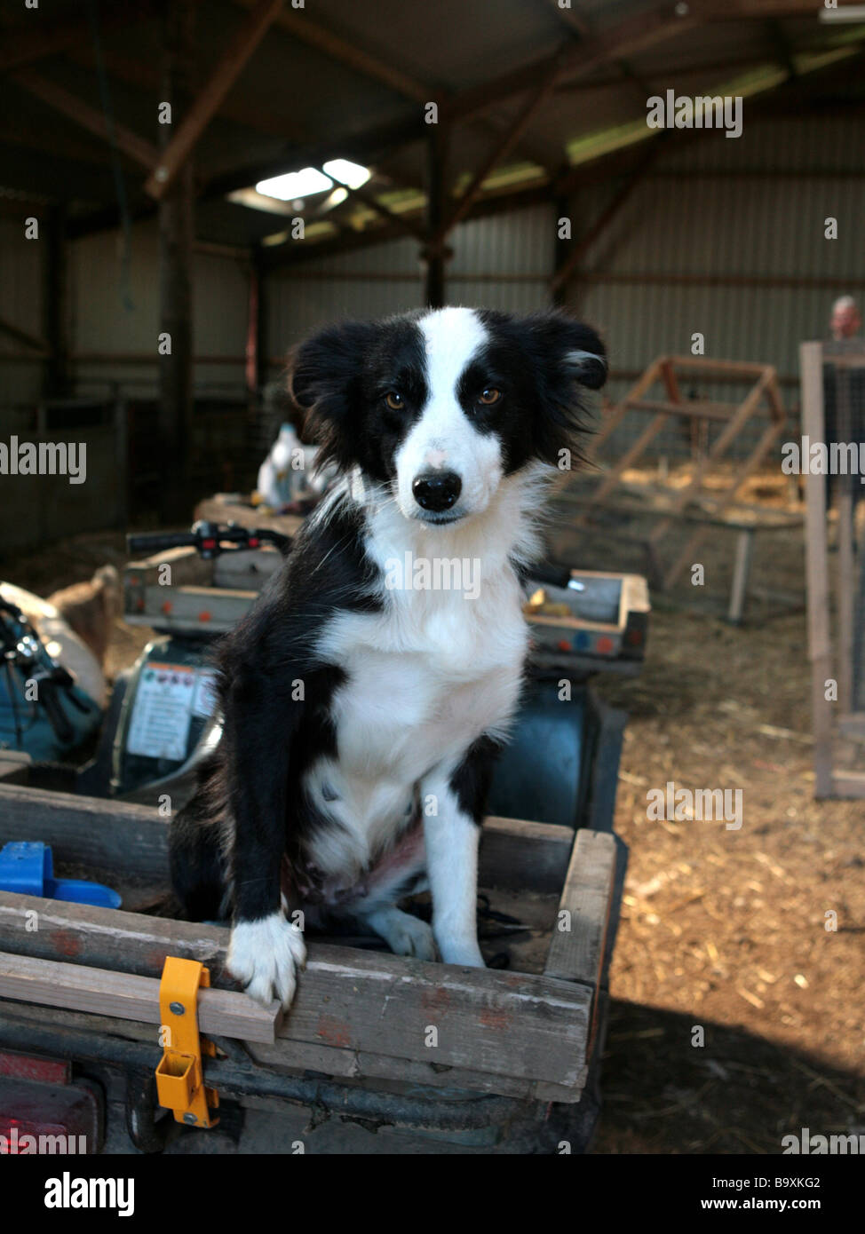 A working collie in a barn sitting on a tractor, patiently waiting ...