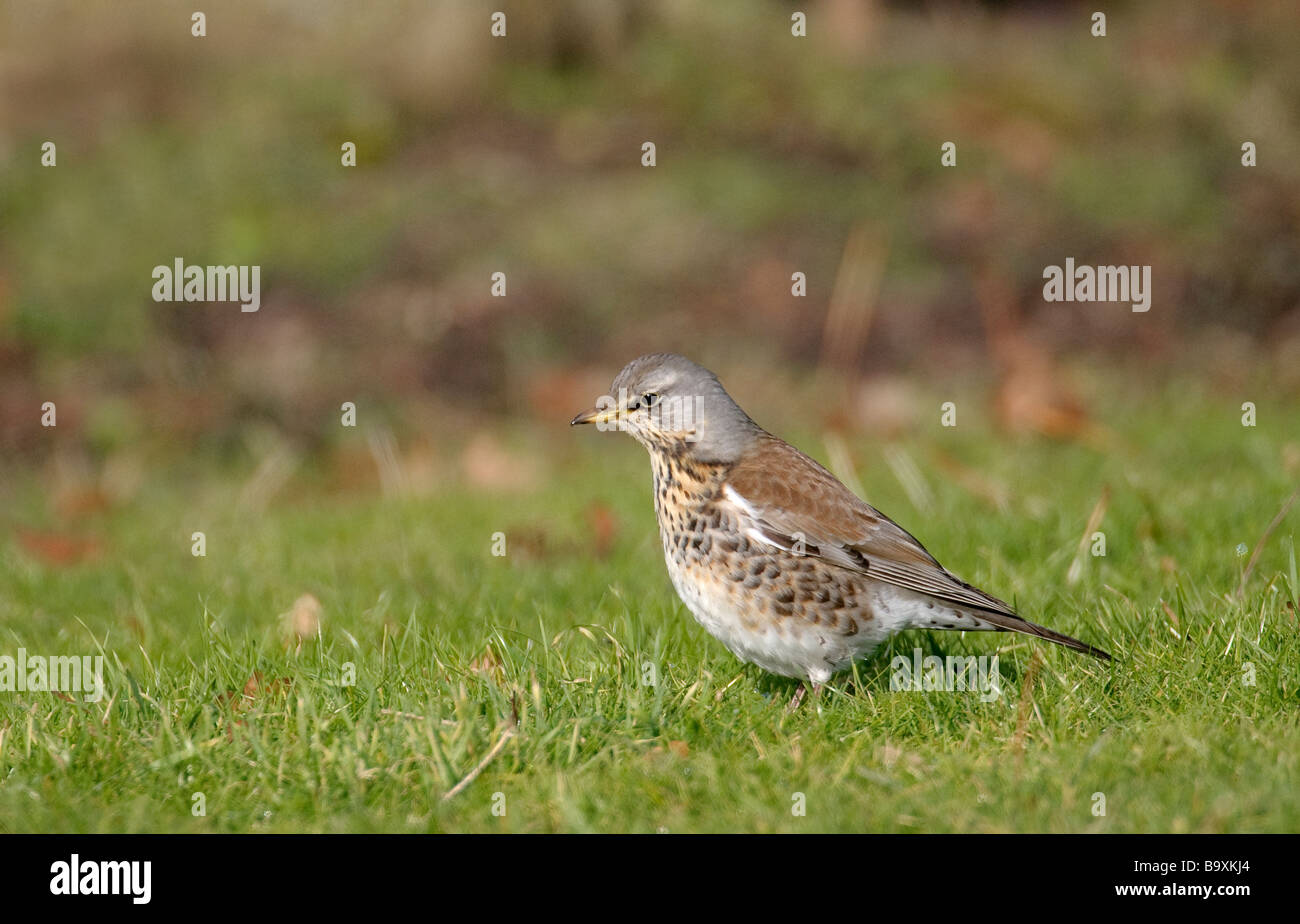 Thrushes fieldfare hi-res stock photography and images - Alamy