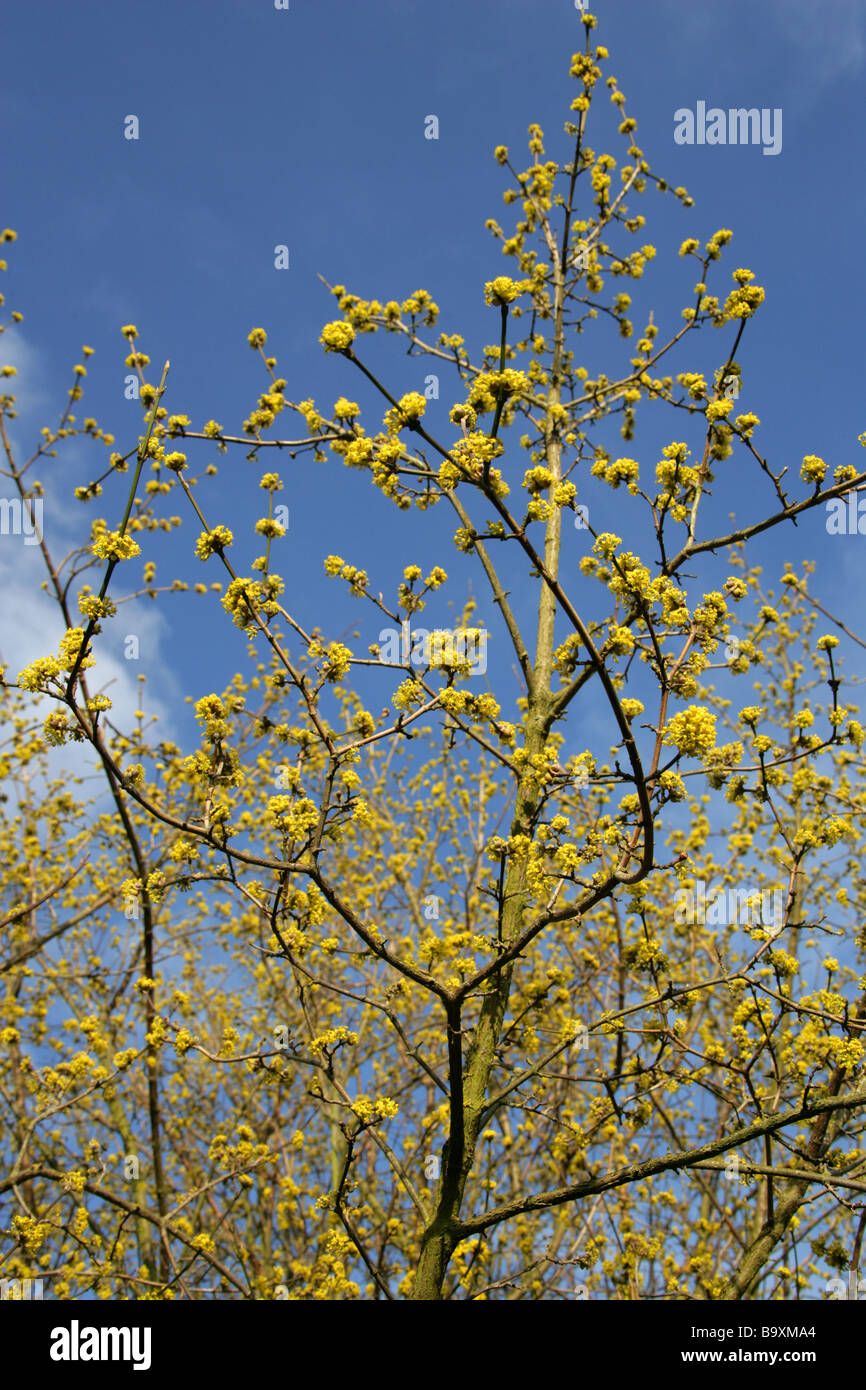 Japanese Cornel or Japanese Cornelian Cherry, Cornus officinalis ...