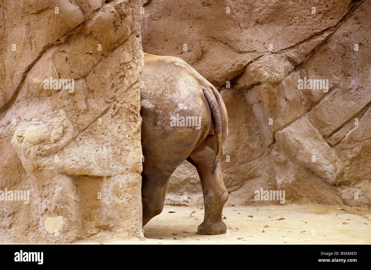 Rear end of a rhinoceros standing behind rocks at San Diego Zoo San ...