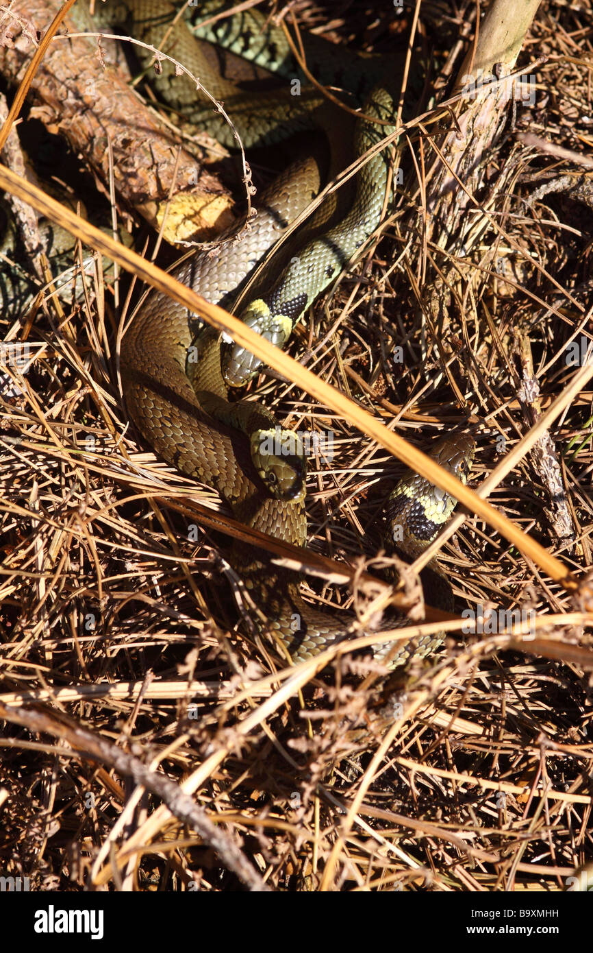 grass snakes natrix natrix mating entwined among bracken Stock Photo ...
