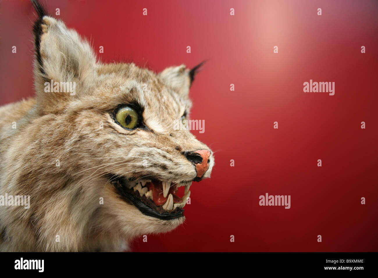 Head of scarecrow of predator Stock Photo - Alamy