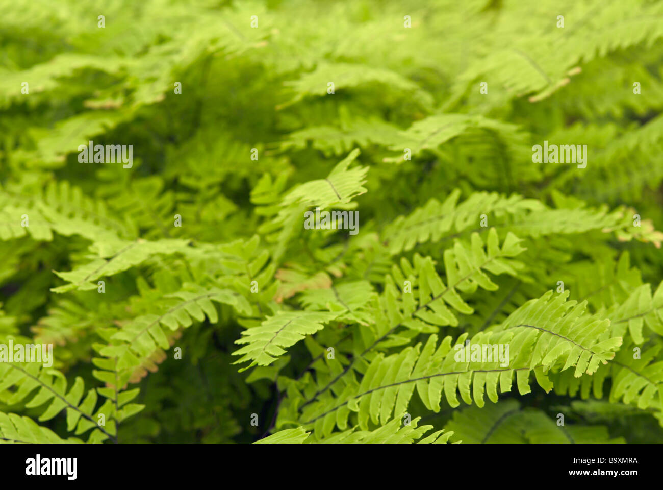 ADIANTUM PEDATUM; EASTERN MAIDENHAIR FERN Stock Photo - Alamy