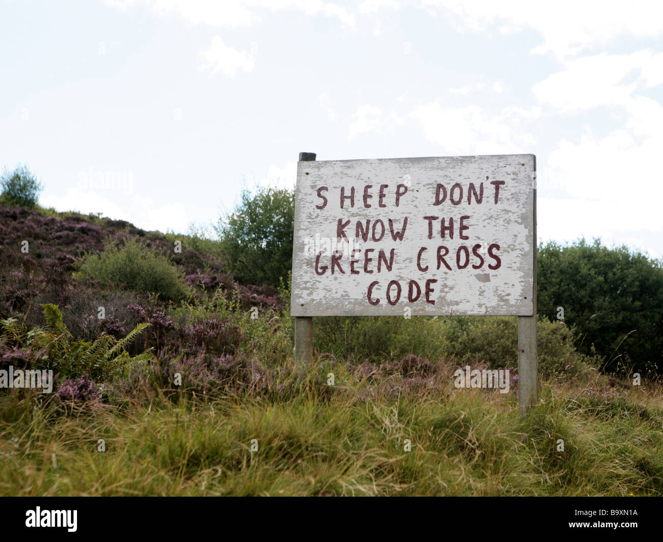 Funny sheep sign about sheep on the road Stock Photo - Alamy
