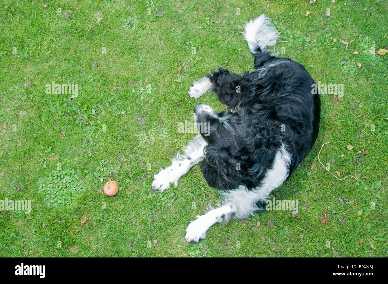 Springer spaniel dog ,laying on grass with apple, birds eye view Stock ...