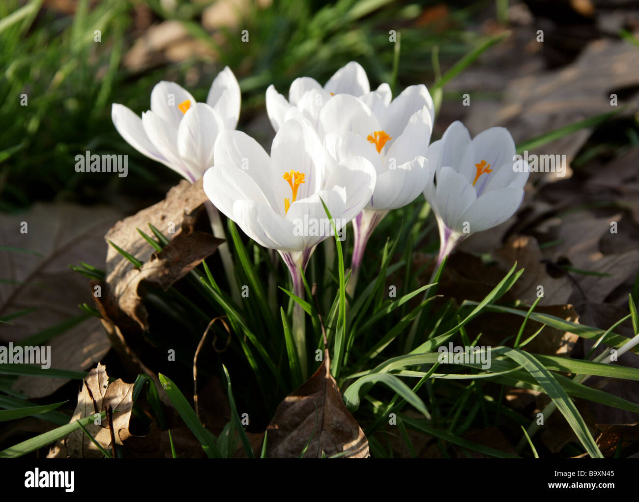 White Crocuses, Crocus vernus, Crocoideae, Iridaceae Stock Photo - Alamy