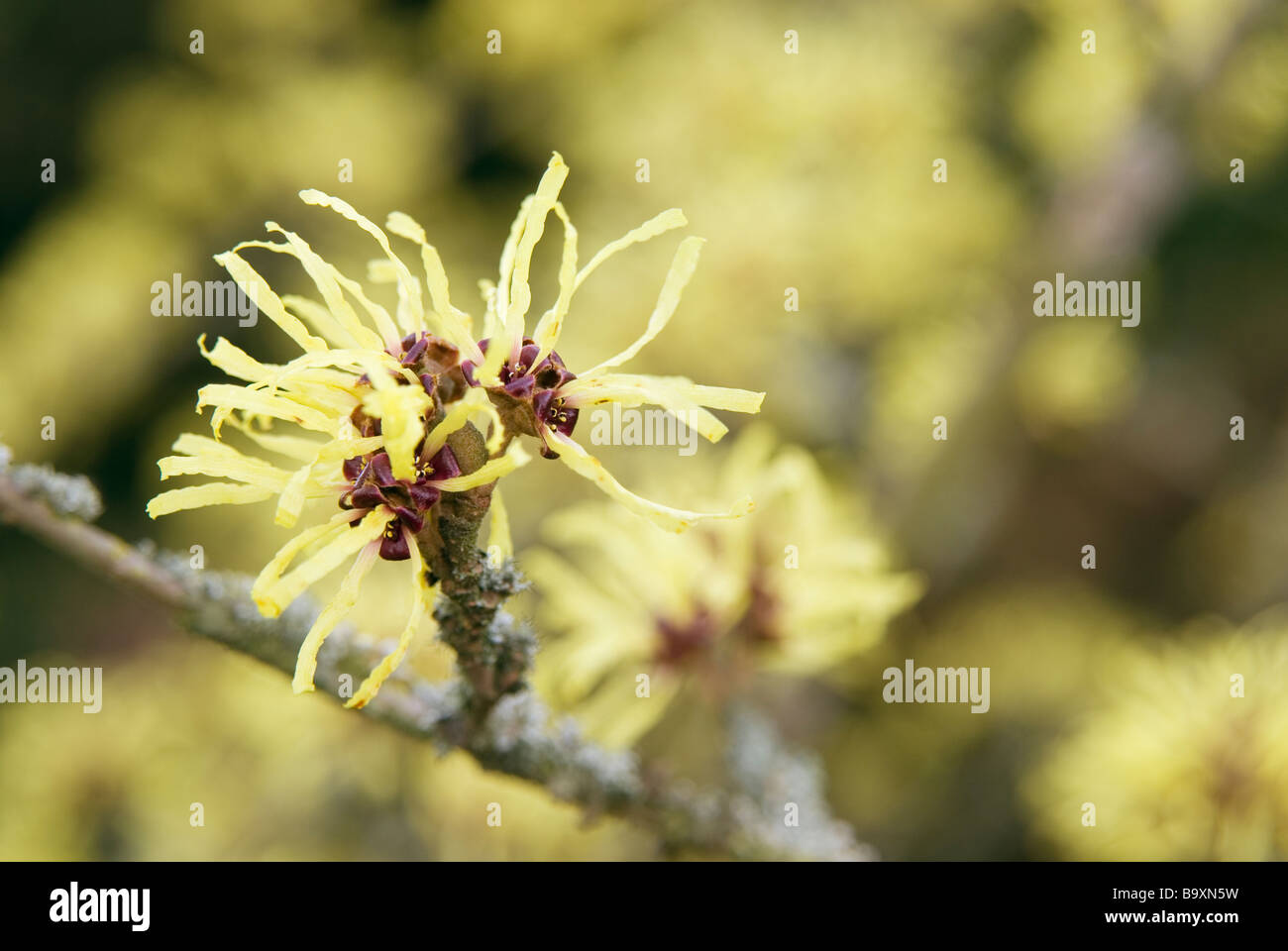 HAMAMELIS INTERMEDIA SUNBURST WITCH HAZEL Stock Photo - Alamy