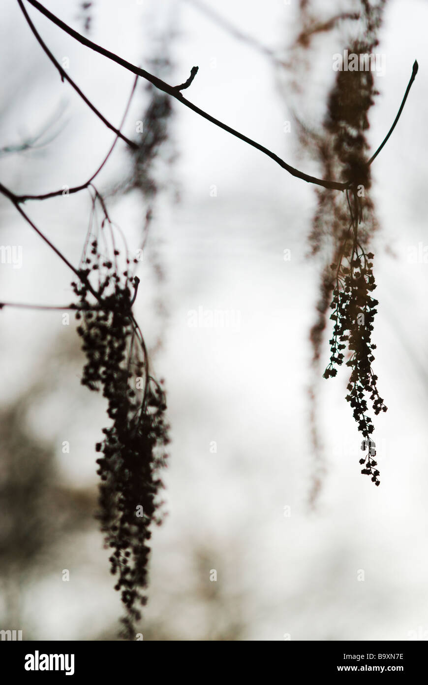Hanging seed pods hi-res stock photography and images - Alamy