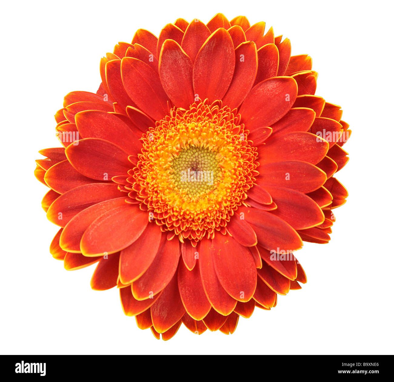 flower isolated on white Stock Photo - Alamy