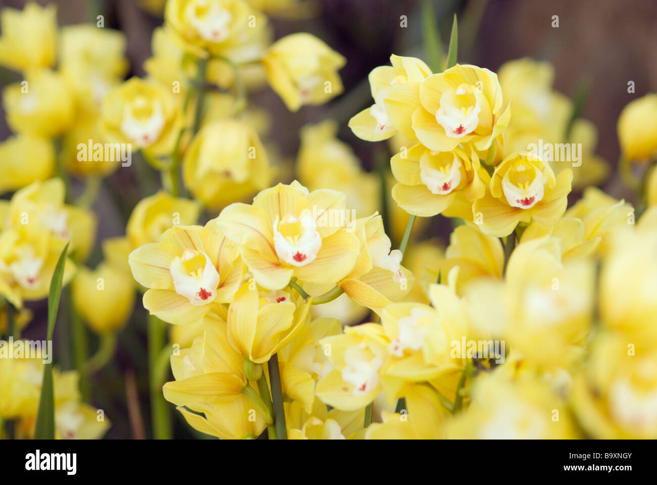 Yellow cymbidium boat orchid flowers hi-res stock photography and ...
