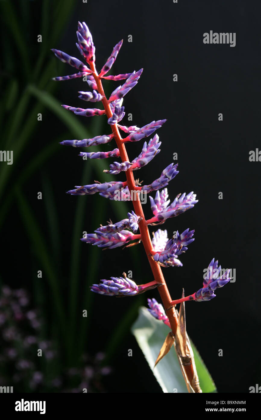 Blue Tango Bromeliad "Del Mar", Aechmea Cultivar, Bromeliaceae Stock ...