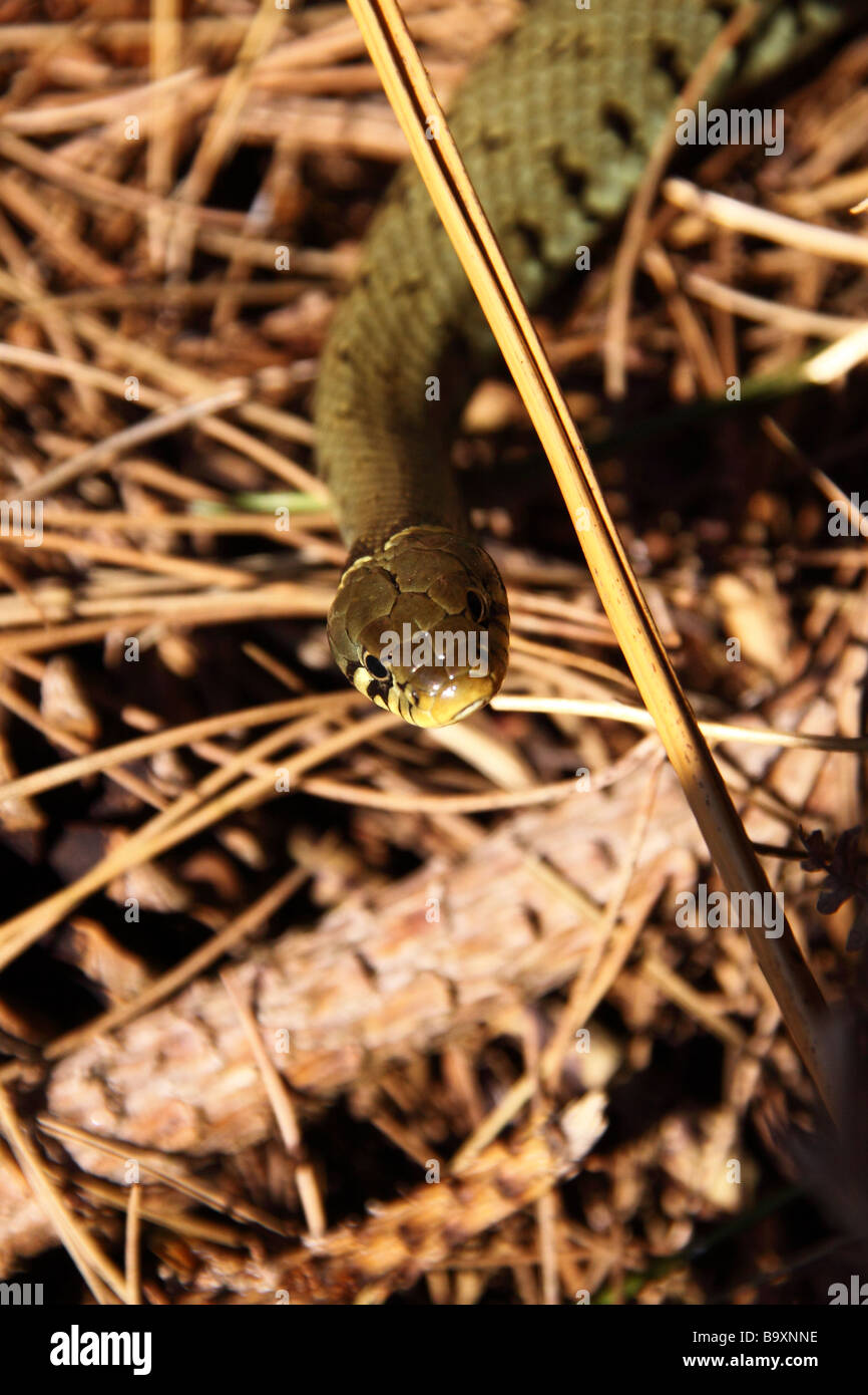 Grass snake natrix natrix portrait hi-res stock photography and images ...