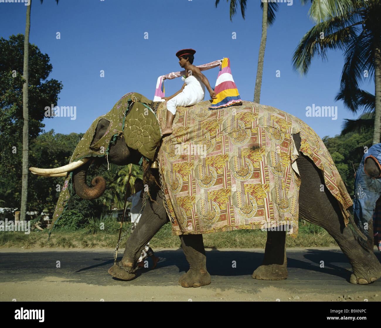 Elephant leaders hi-res stock photography and images - Alamy