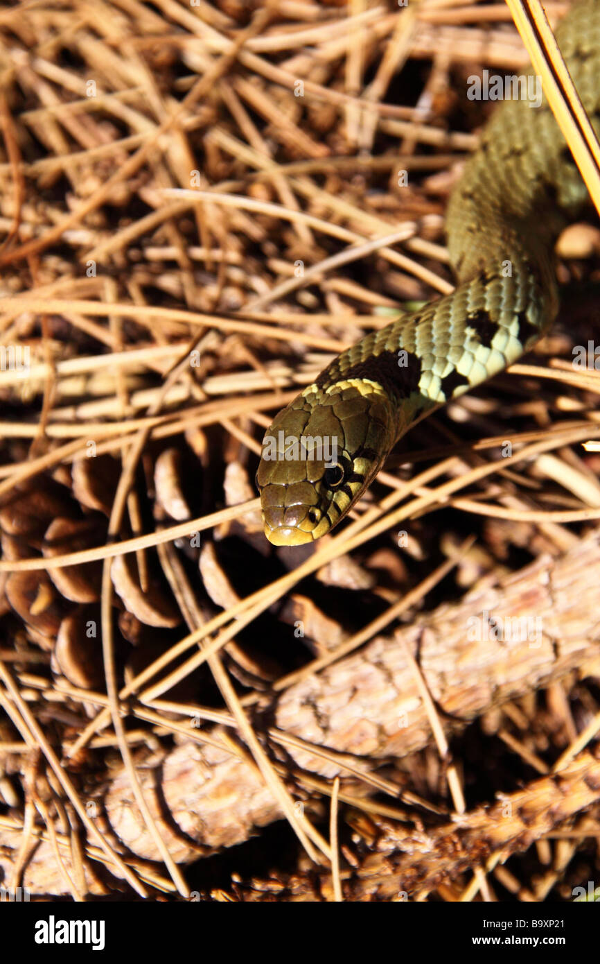 grass snake natrix natrix crawling amongst bracken Stock Photo - Alamy