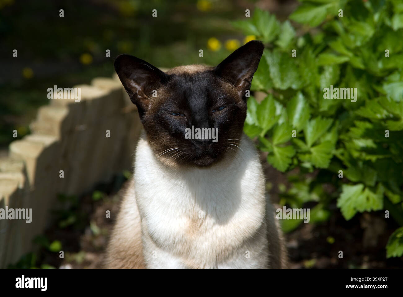 Siamese Cat sunning himself - head and shoulders shot Stock Photo - Alamy