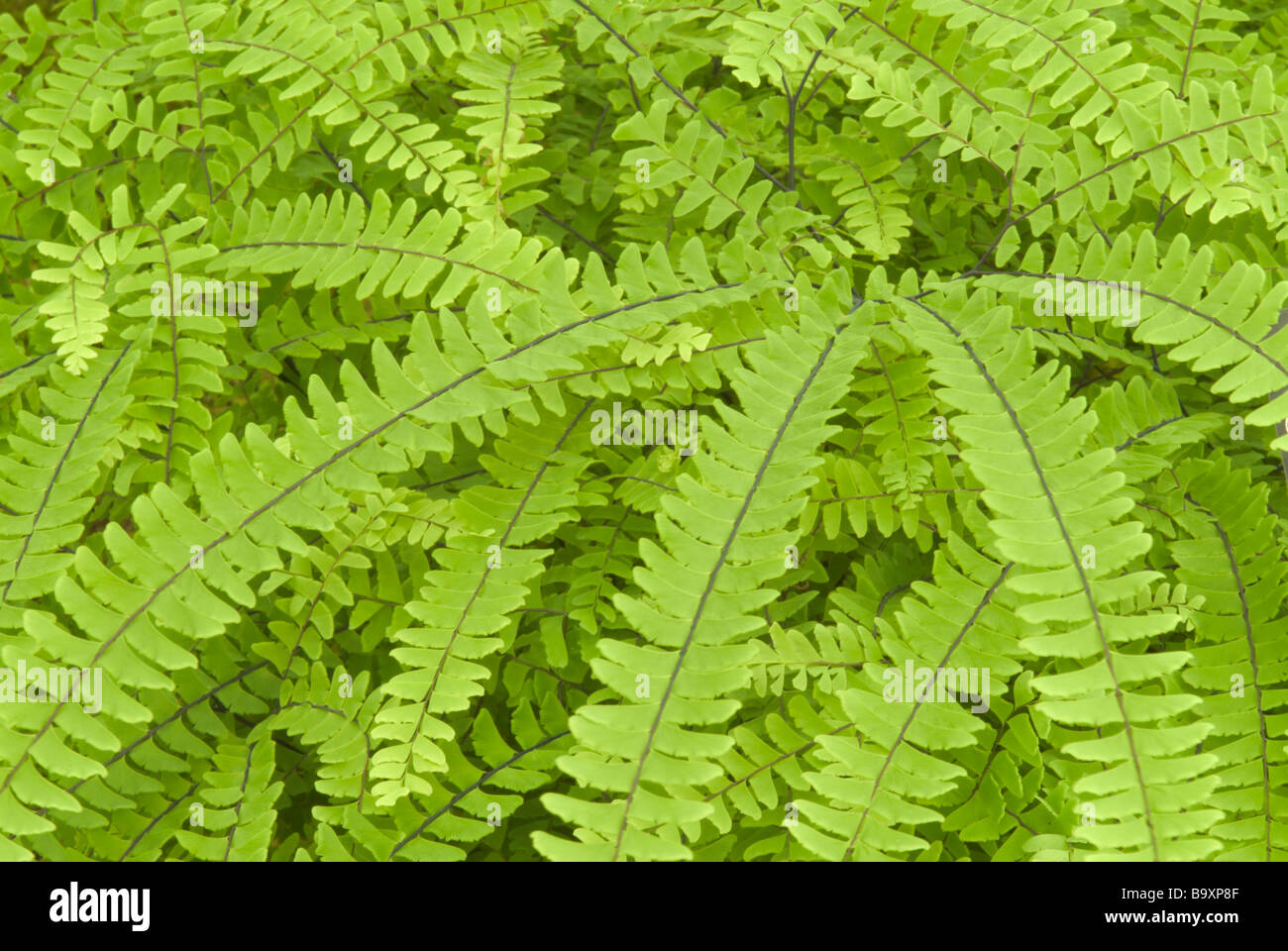 ADIANTUM PEDATUM; EASTERN MAIDENHAIR FERN Stock Photo - Alamy