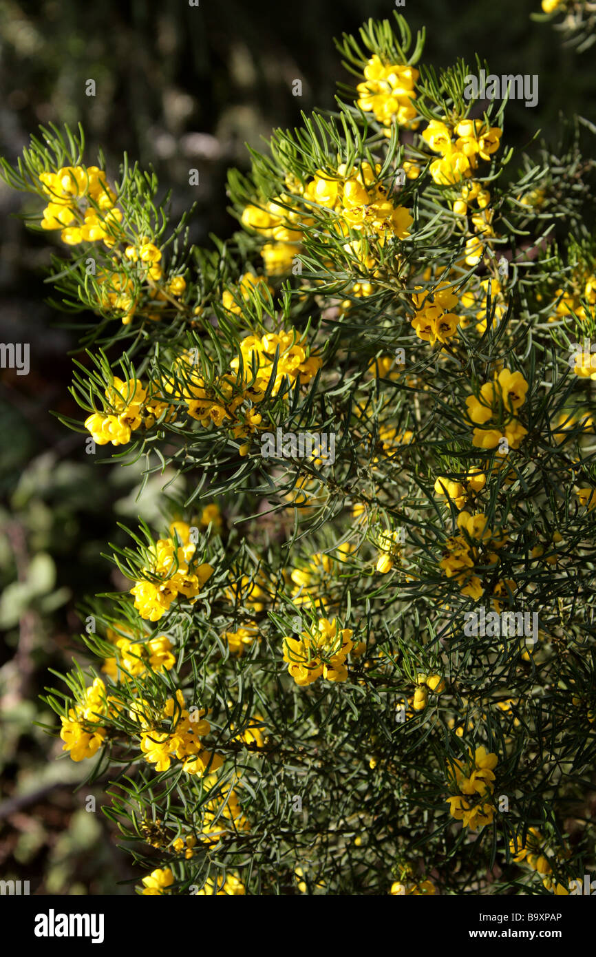 Cassia flower hi-res stock photography and images - Alamy