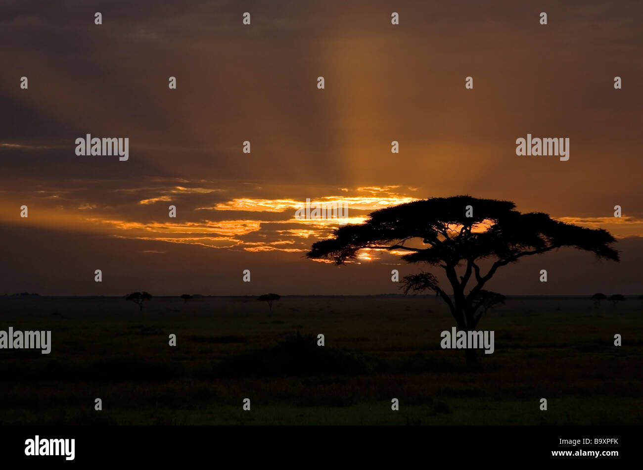 Acacia tree africa hi-res stock photography and images - Alamy