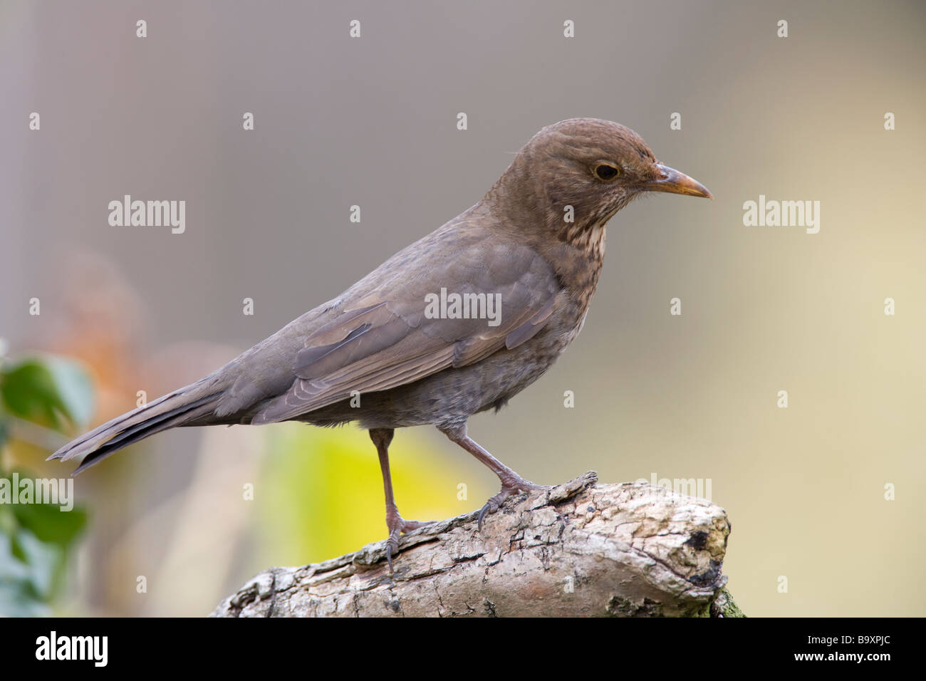 Female Black Bird Turdus merula Turdidae Stock Photo - Alamy