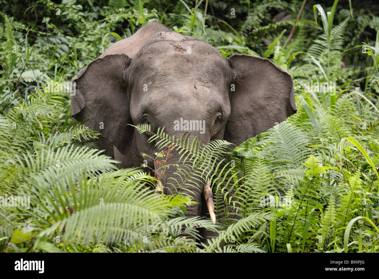 Borneo pygmy elephant hi-res stock photography and images - Alamy