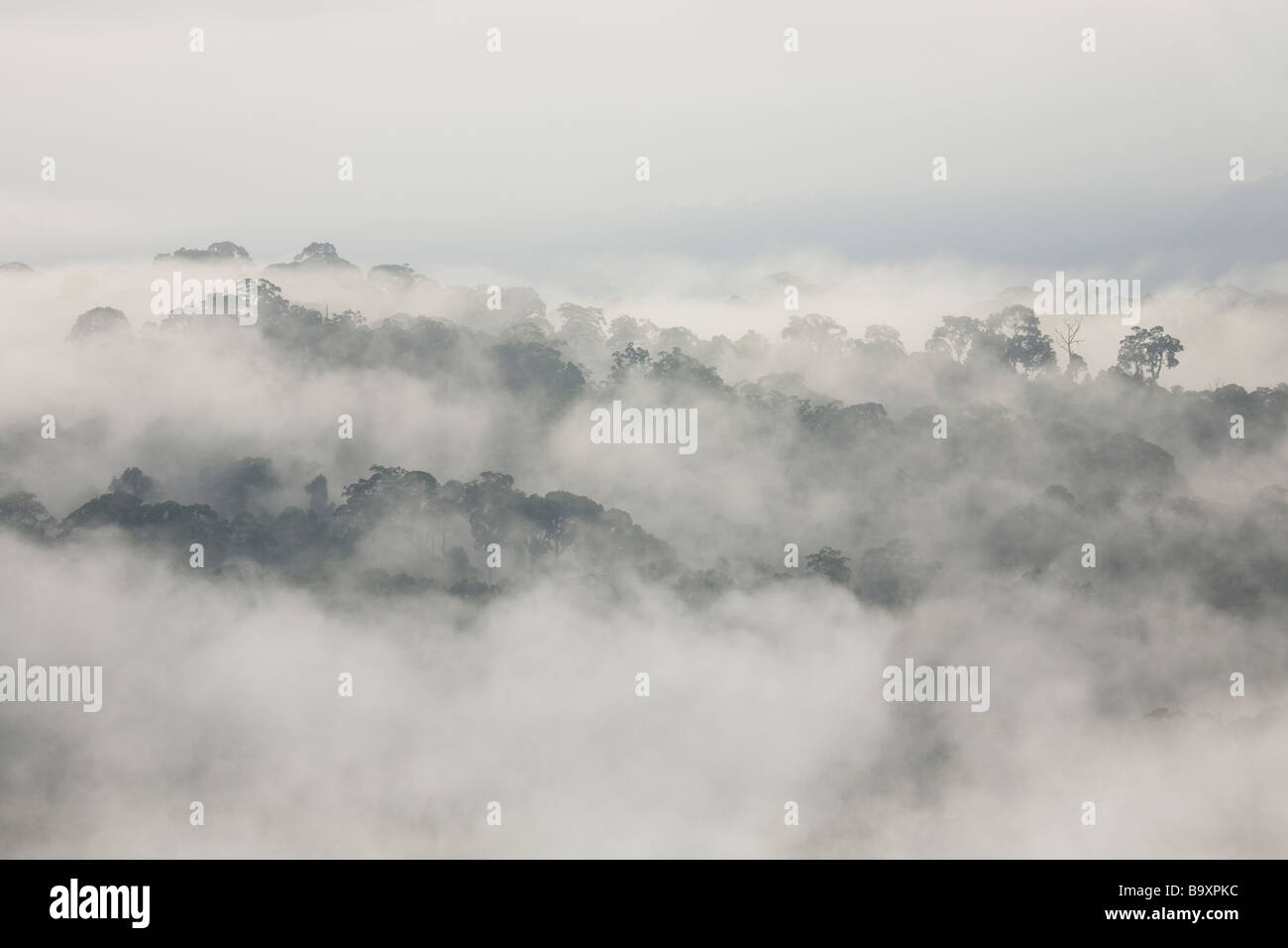 Primary tropical rainforests hi-res stock photography and images - Alamy
