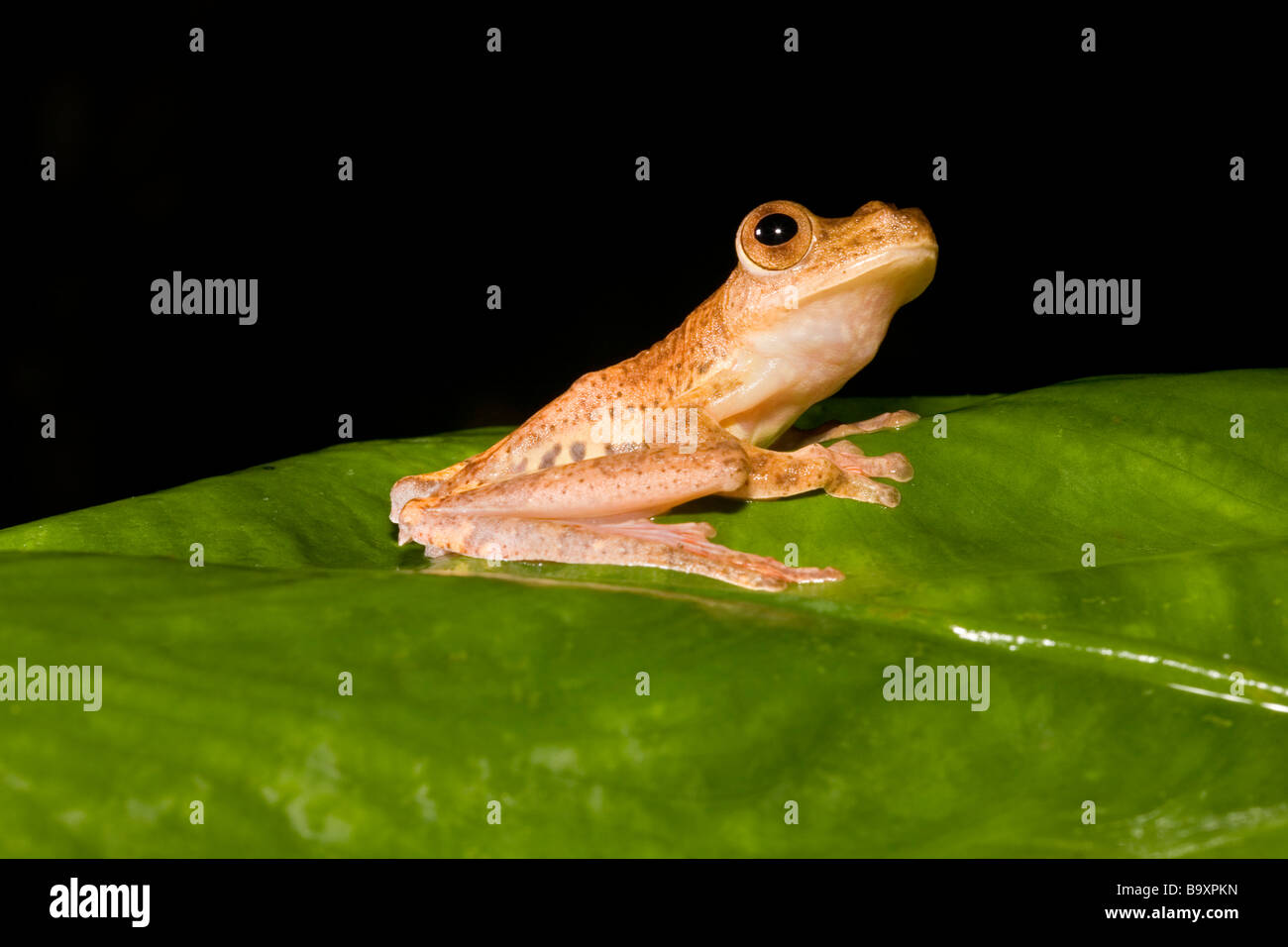 Harlequin Tree Frog Rhacophorus pardalis Danum Valley Conservation Area ...