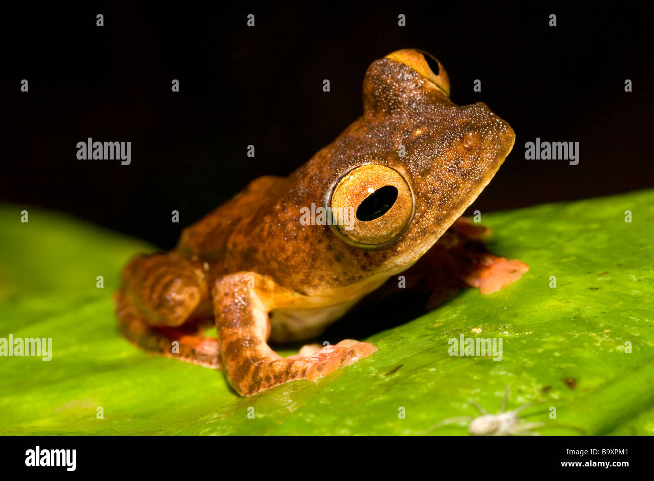 Harlequin Tree Frog Rhacophorus pardalis Danum Valley Conservation Area ...