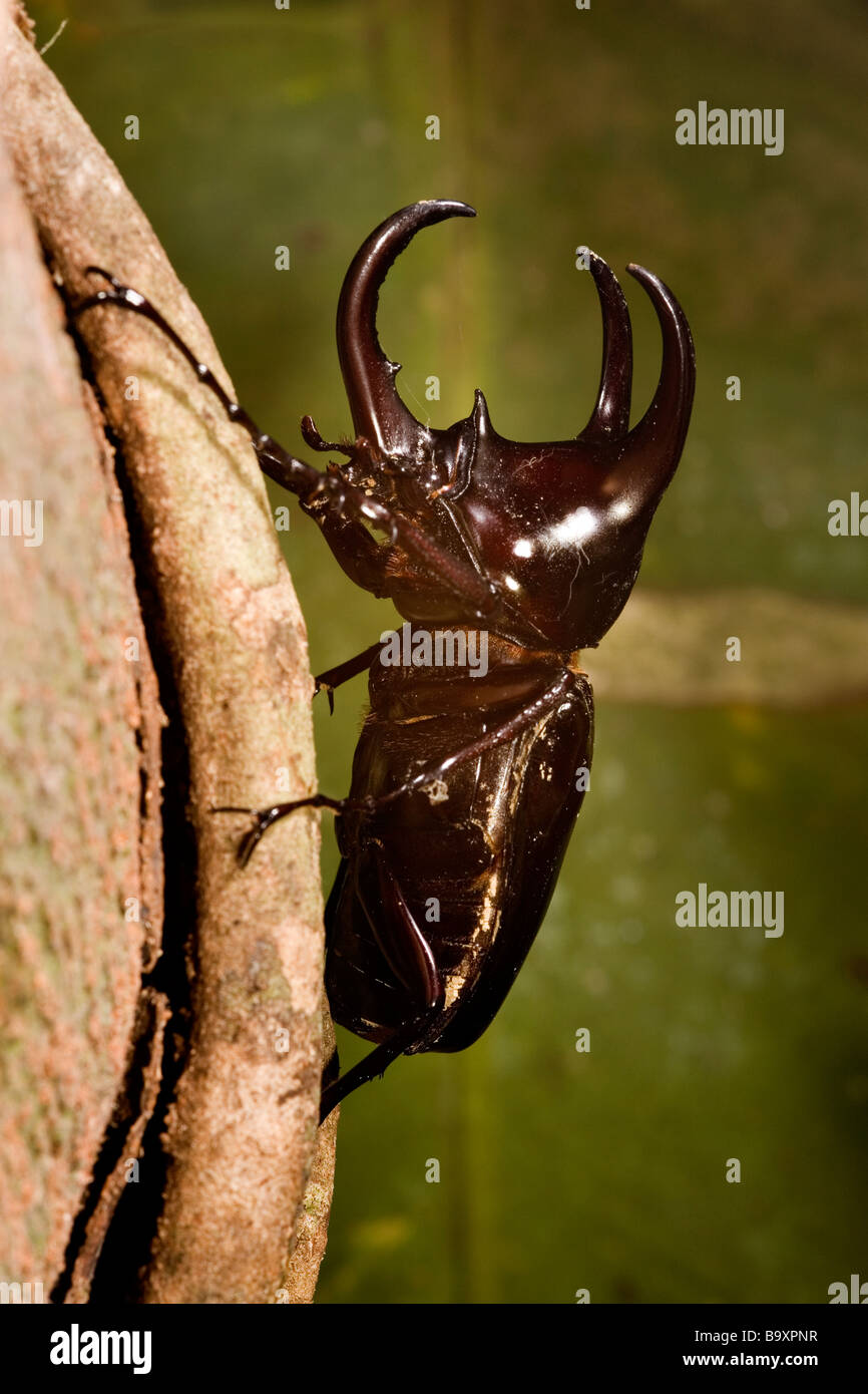 Insect borneo hi-res stock photography and images - Alamy