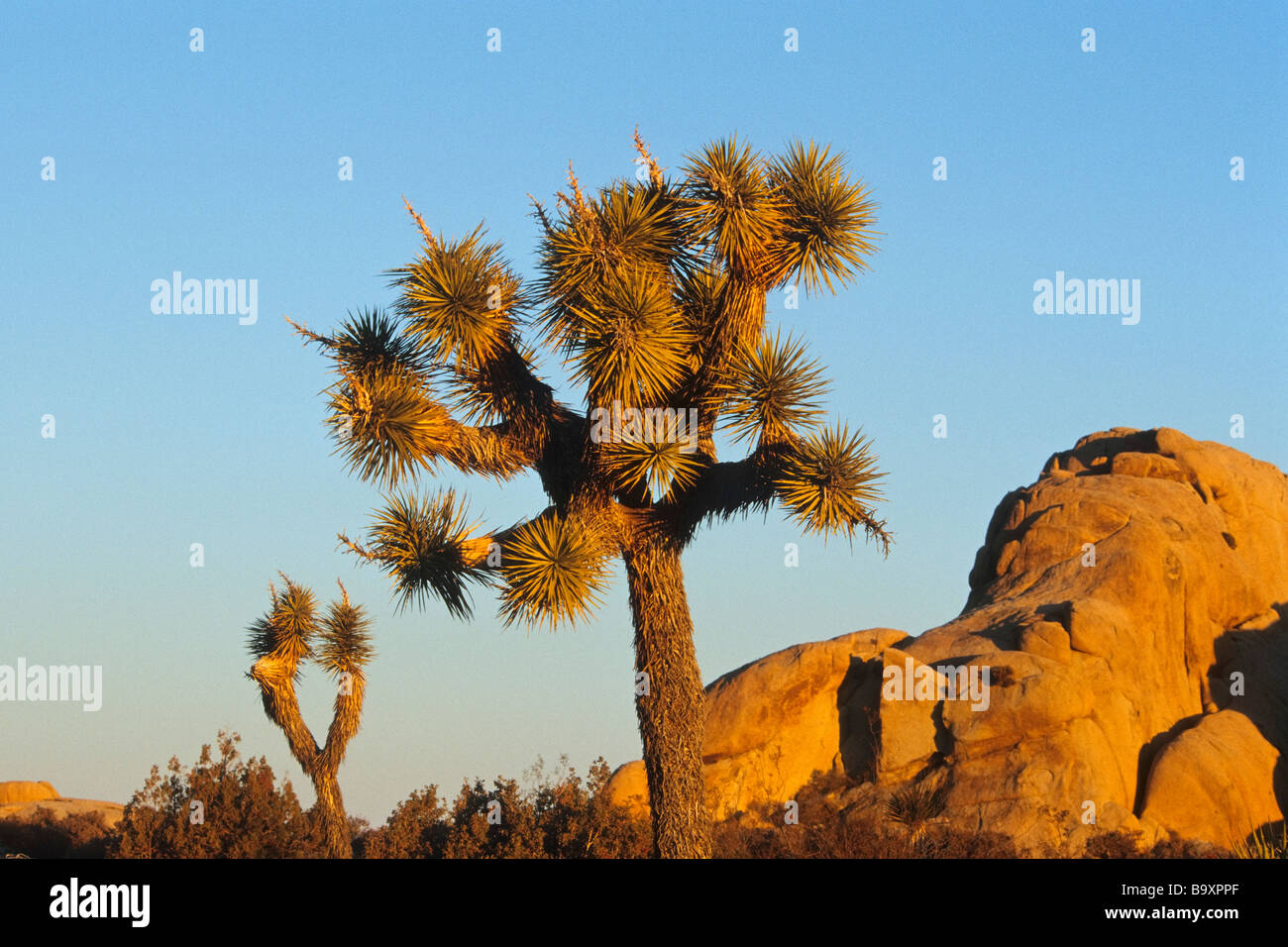 Johsua trees and granite rocks in early morning light Joshua Tree ...