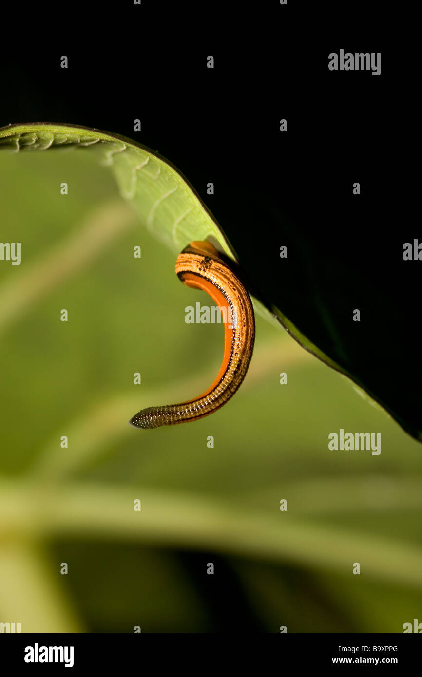 Leech hi-res stock photography and images - Alamy