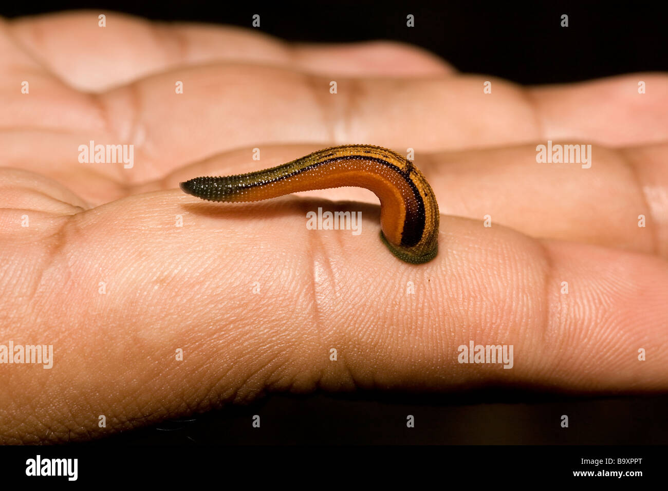 Borneo leech hi-res stock photography and images - Alamy