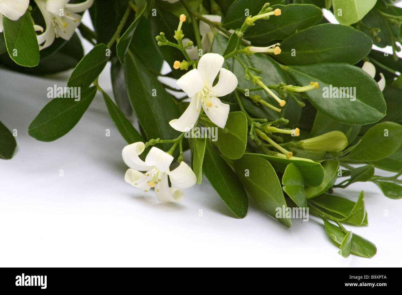 Jasmin murraya paniculata hi-res stock photography and images - Alamy