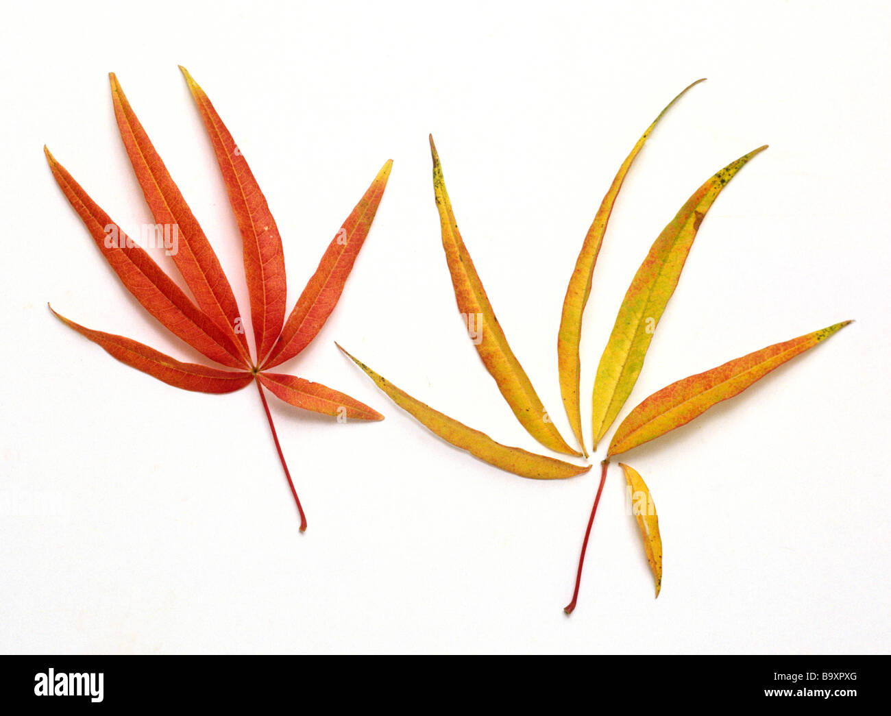 Maple, Acer pentaphyllum, autumn leaves Stock Photo - Alamy