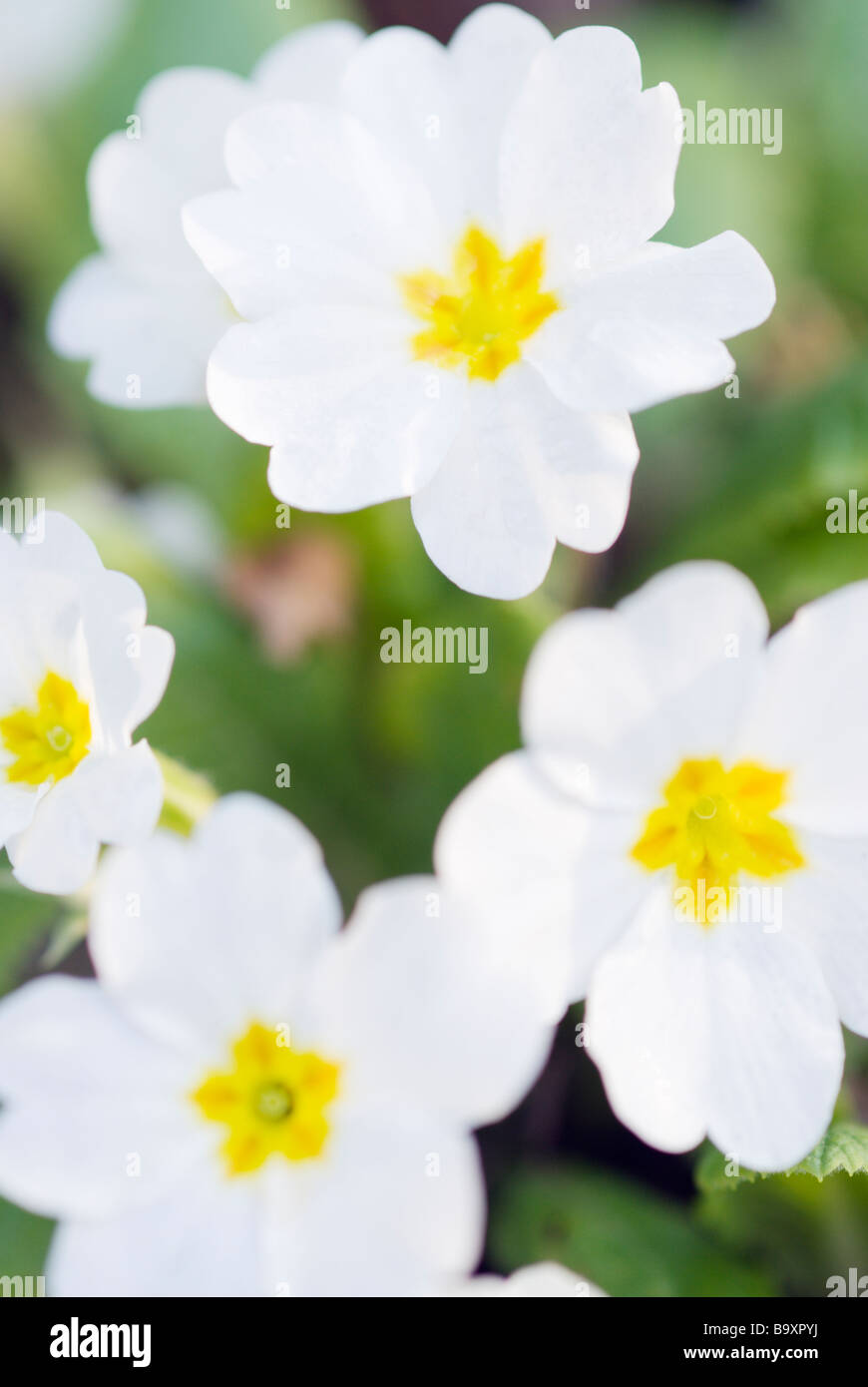 PRIMULA GIGHA WHITE PRIMROSE Stock Photo - Alamy
