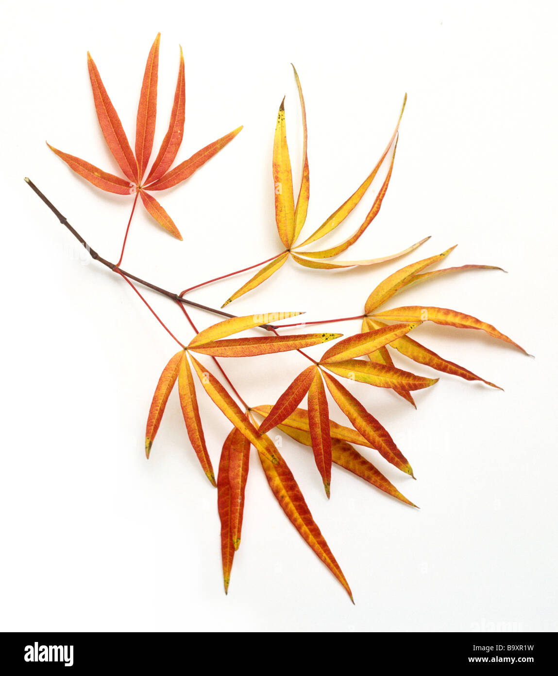 Maple, Acer pentaphyllum, autumn leaves Stock Photo - Alamy