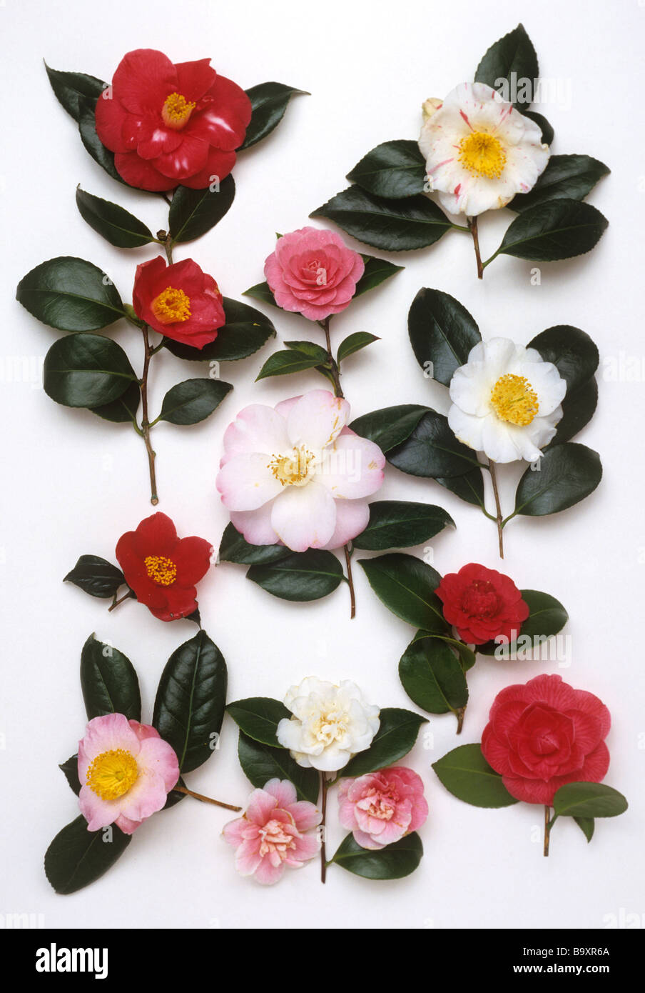 Japonica camellia specimens from Wisley - photographed 11 April Stock ...