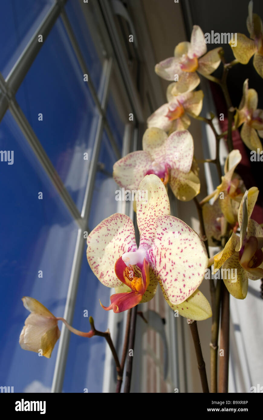 Windows with orchids hi-res stock photography and images - Alamy