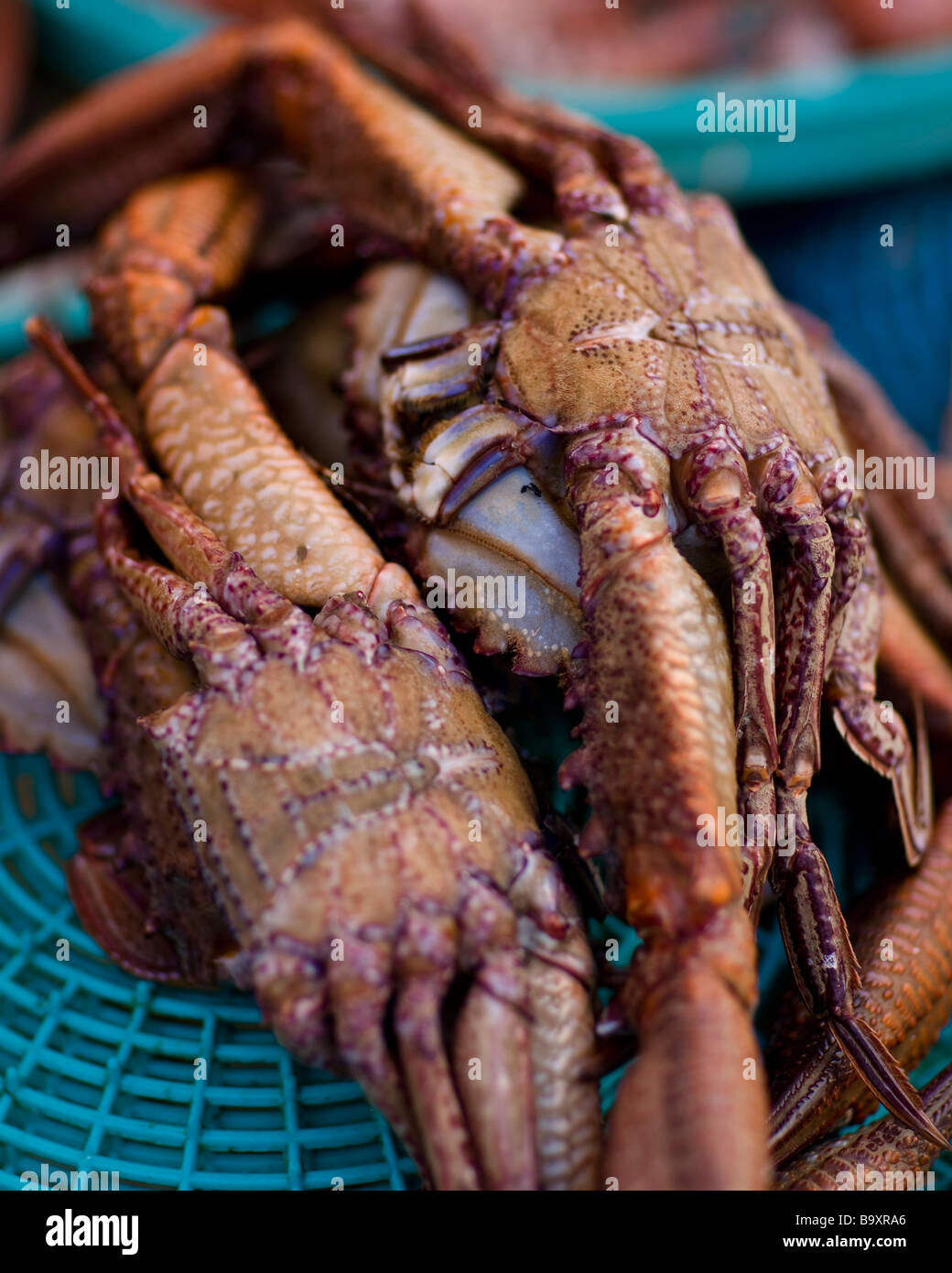 Fresh seafood crab from the sea on a market place Stock Photo - Alamy