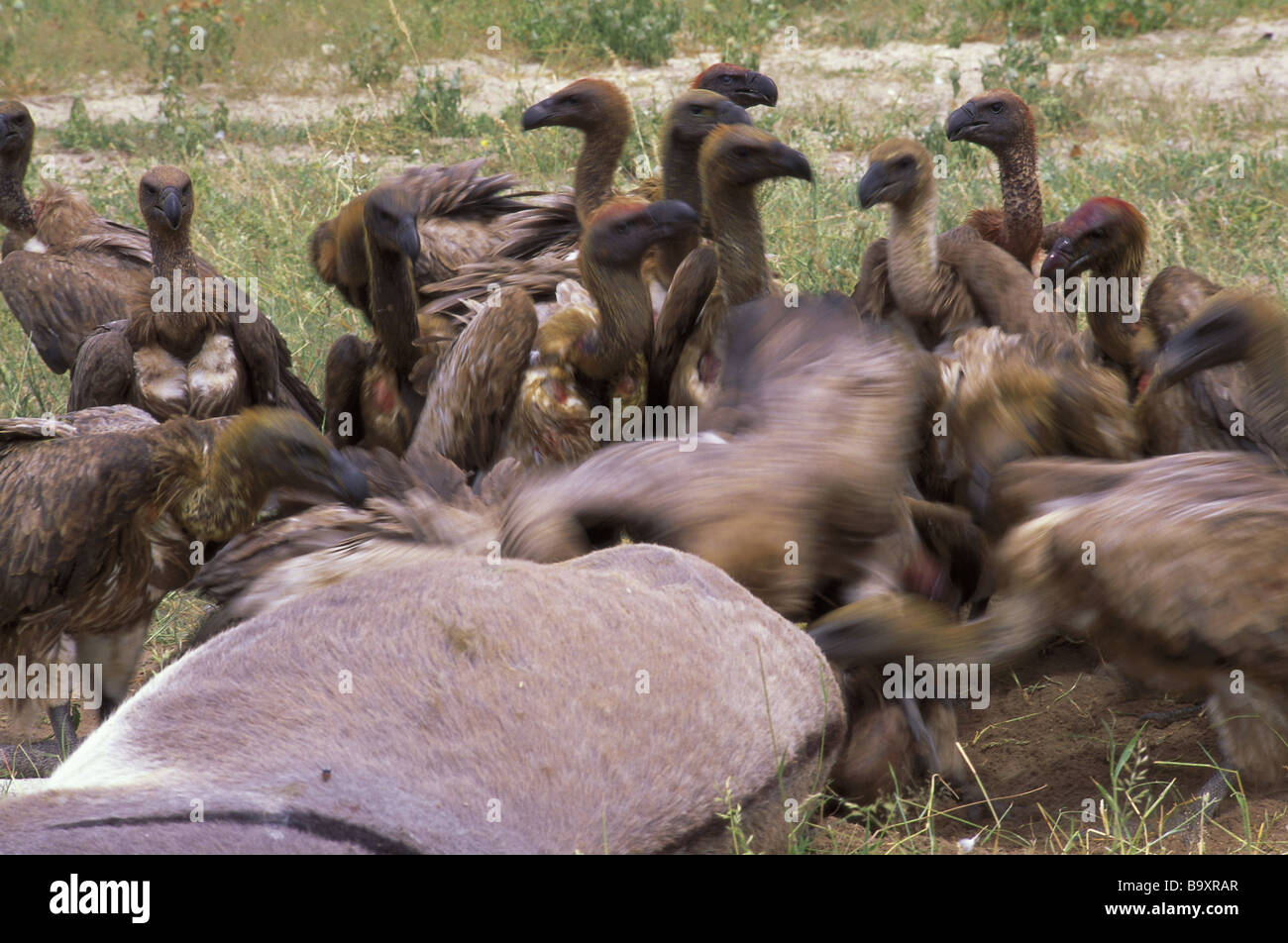 Cadaver fauna hi-res stock photography and images - Alamy