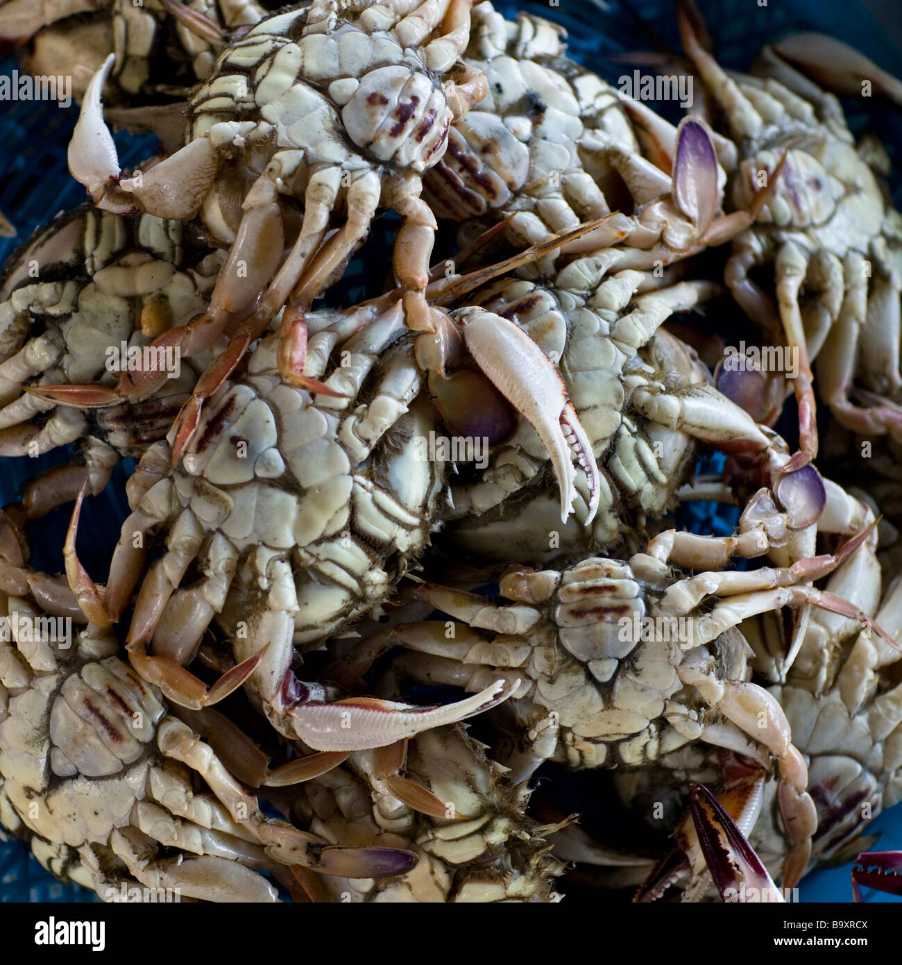 Fresh seafood crab from the sea on a market place Stock Photo - Alamy