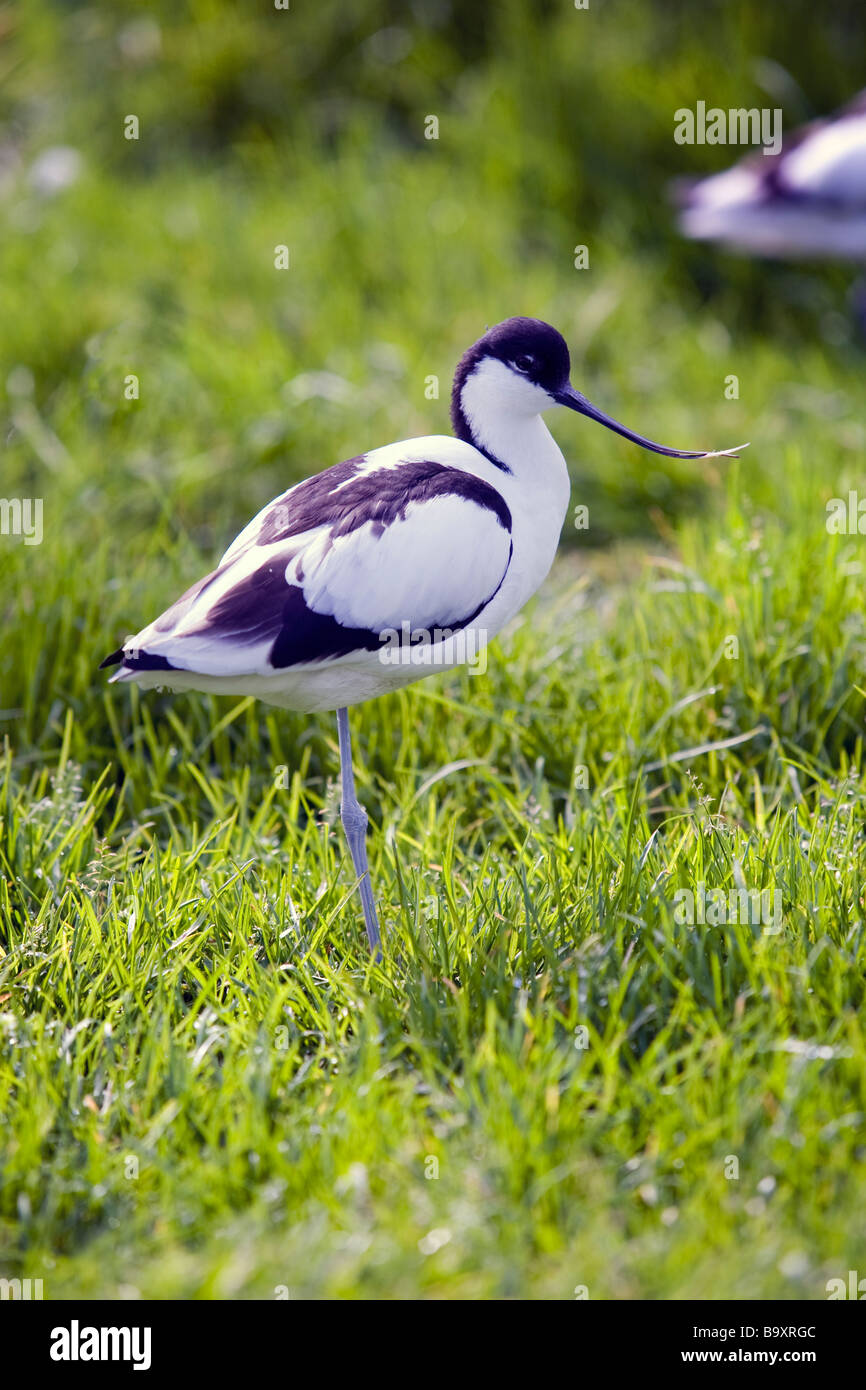 Pied Avocet ( Recurvirostra avosetta ) in a grassland Stock Photo - Alamy