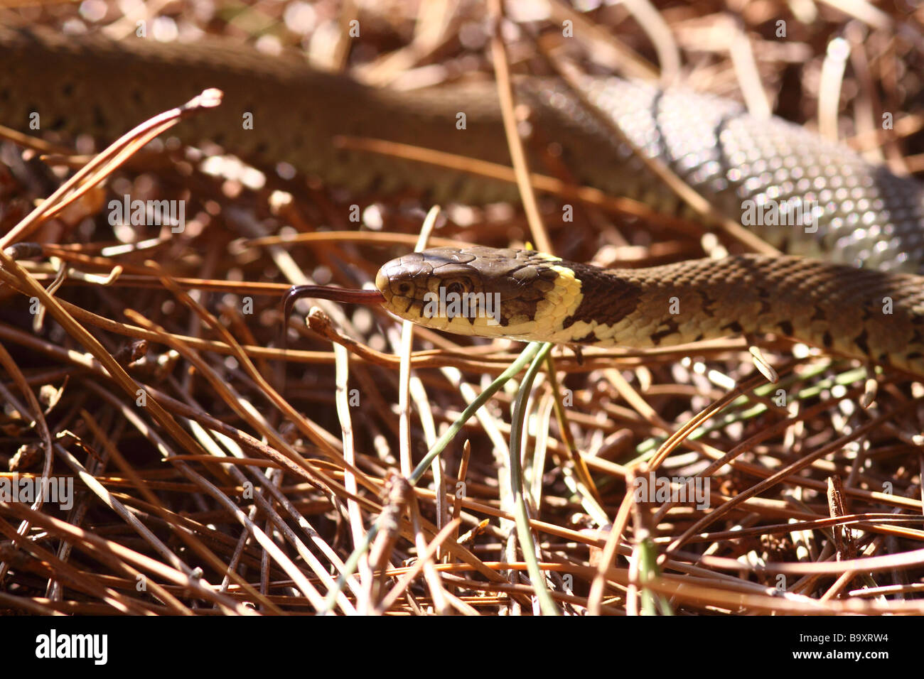 Natrix natrix hi-res stock photography and images - Alamy