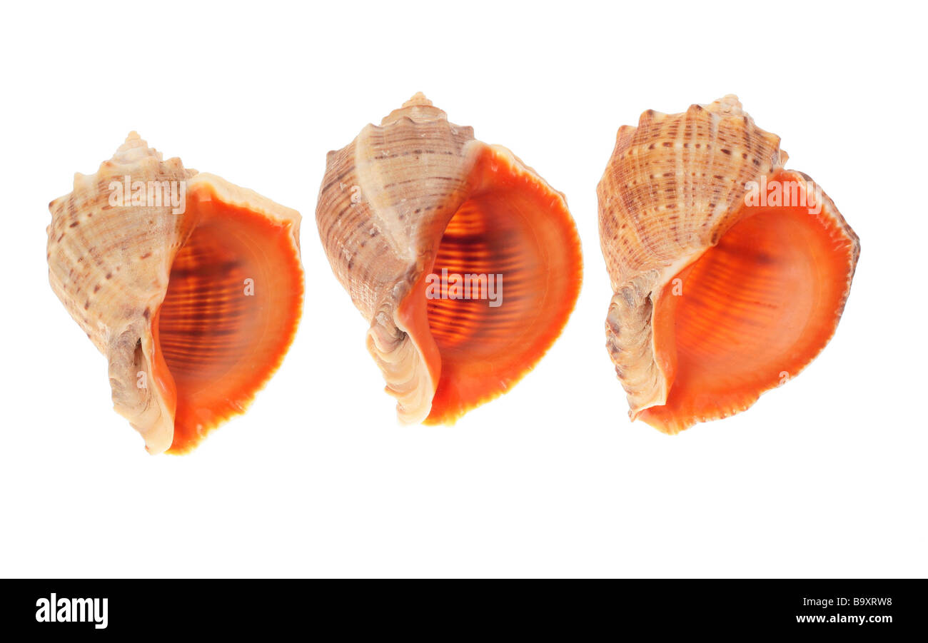The three shells hi-res stock photography and images - Alamy