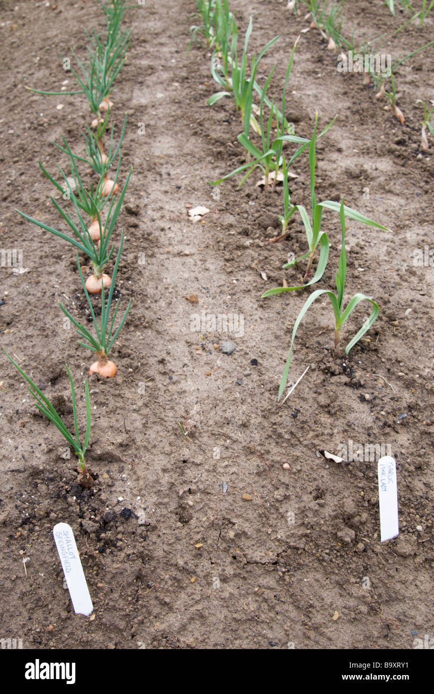 YOUNG SHALLOT SPRINGFIELD AND GARLIC PINK LADY PLANTED OUT IN ROWS ...