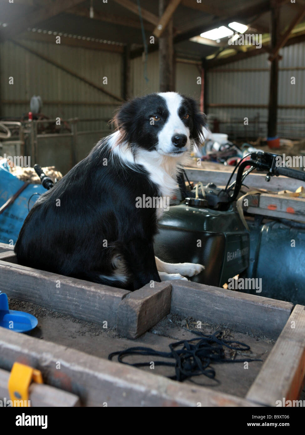 A working collie in a barn sitting on a tractor, patiently waiting ...