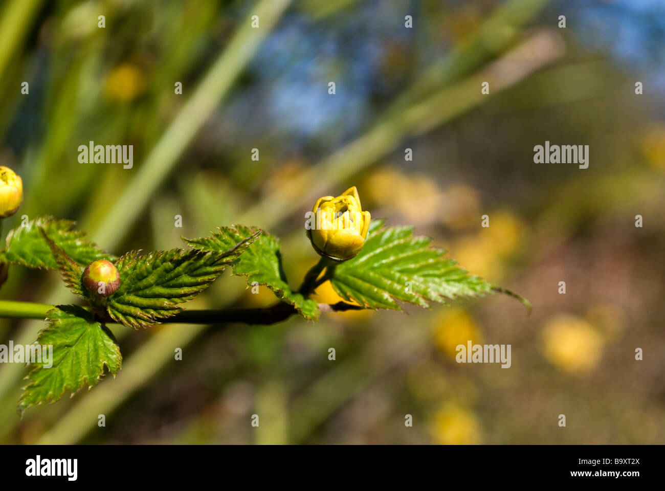 Budding plant life Stock Photo - Alamy